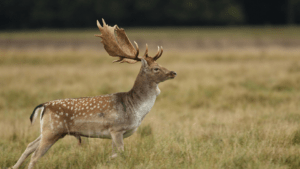 Texas Exotic Hunts | Axis Deer, Gemsbok, Black Buck & more!